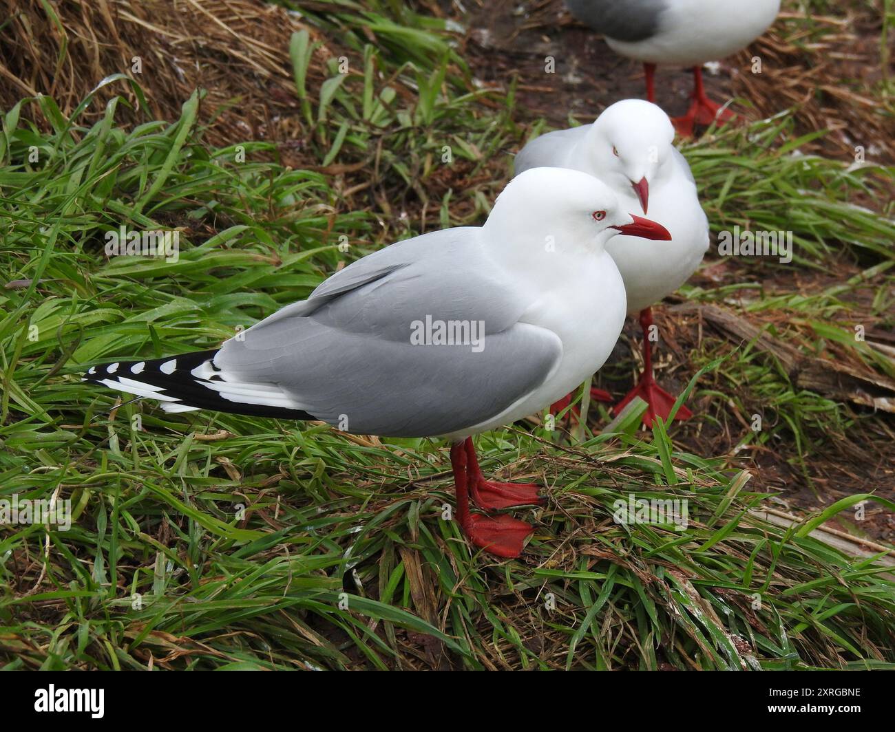 Red-billed Gull (Chroicocephalus novaehollandiae scopulinus) Aves Stock ...