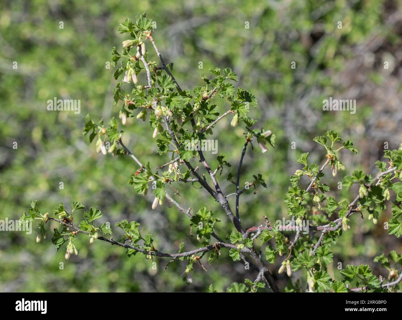 wax currant (Ribes cereum) Plantae Stock Photo - Alamy