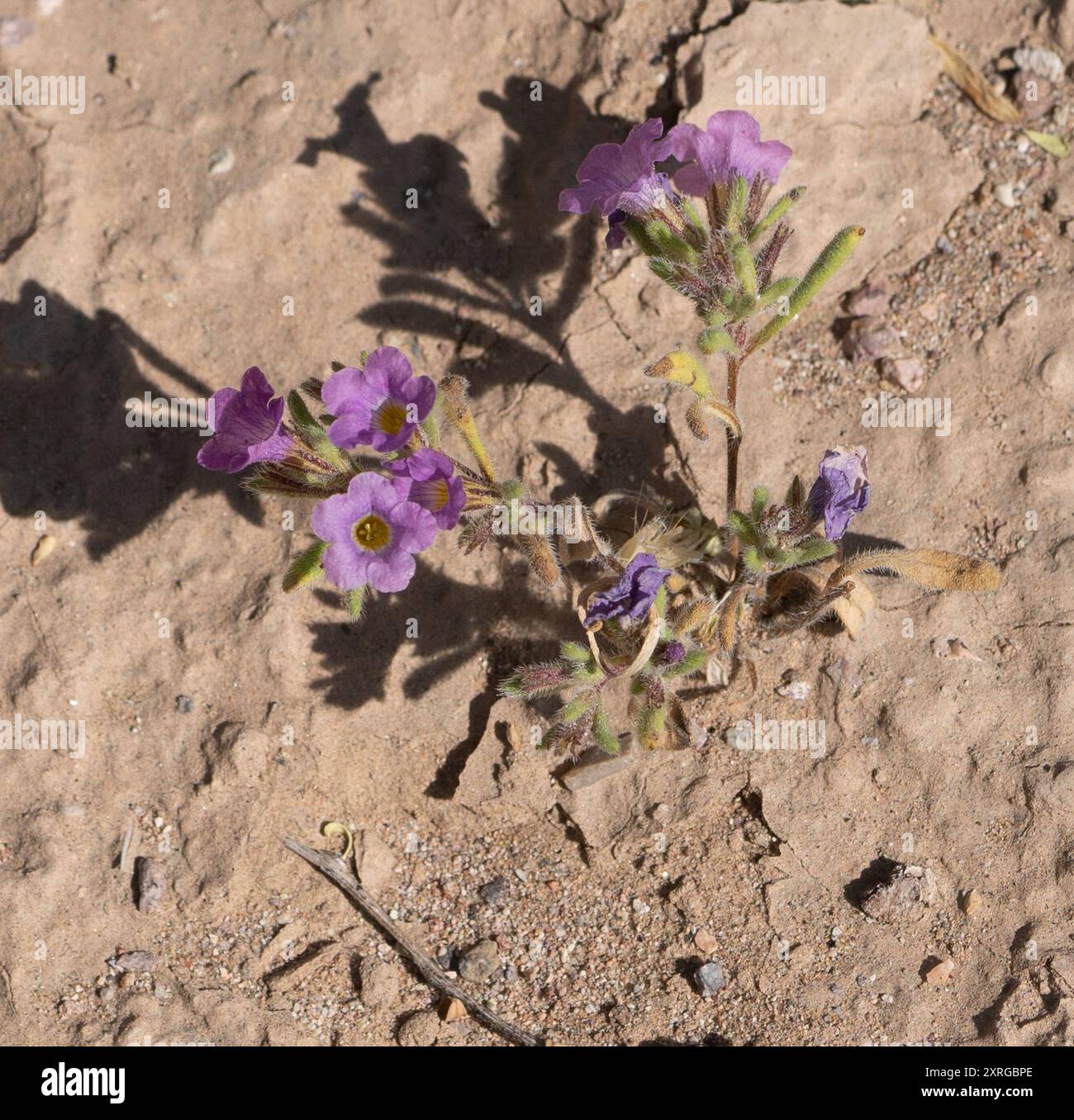 purple mat (Nama demissa) Plantae Stock Photo - Alamy