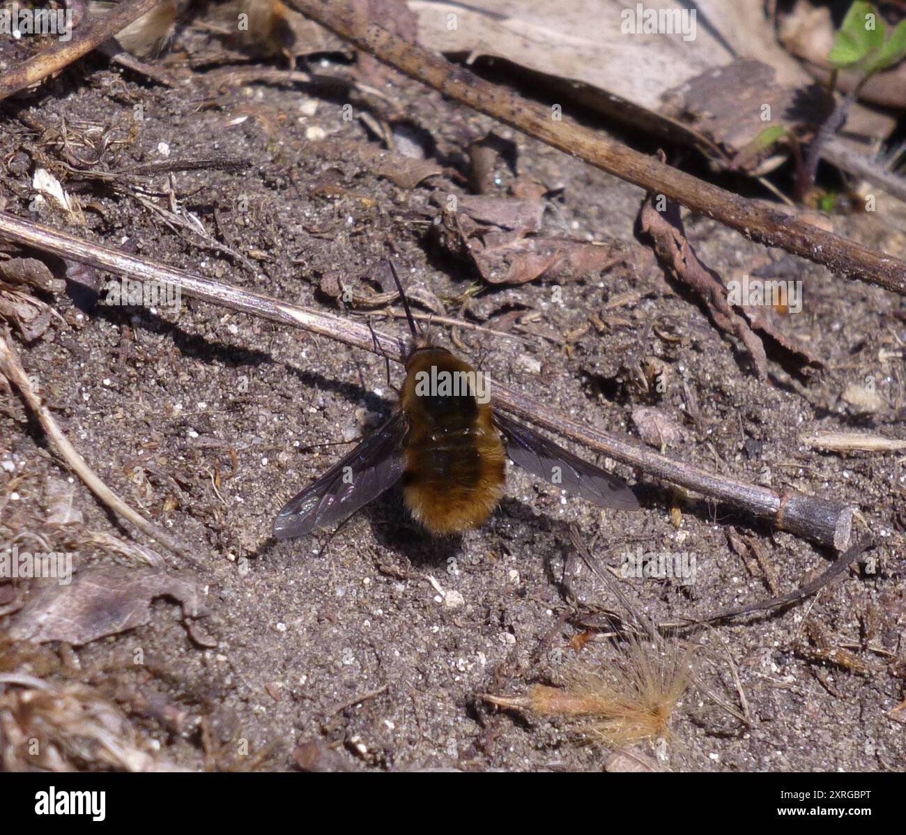 Greater Bee Fly (Bombylius major) Insecta Stock Photo - Alamy