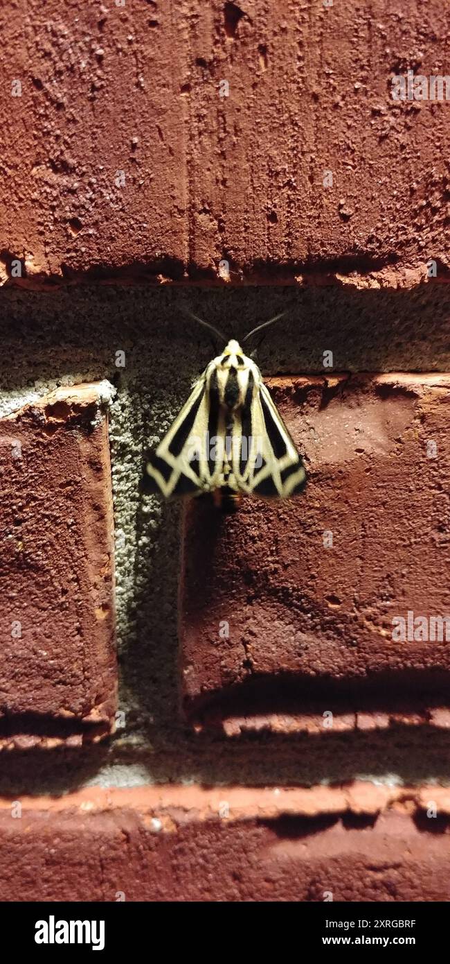 Harnessed Tiger Moth (Apantesis phalerata) Insecta Stock Photo - Alamy