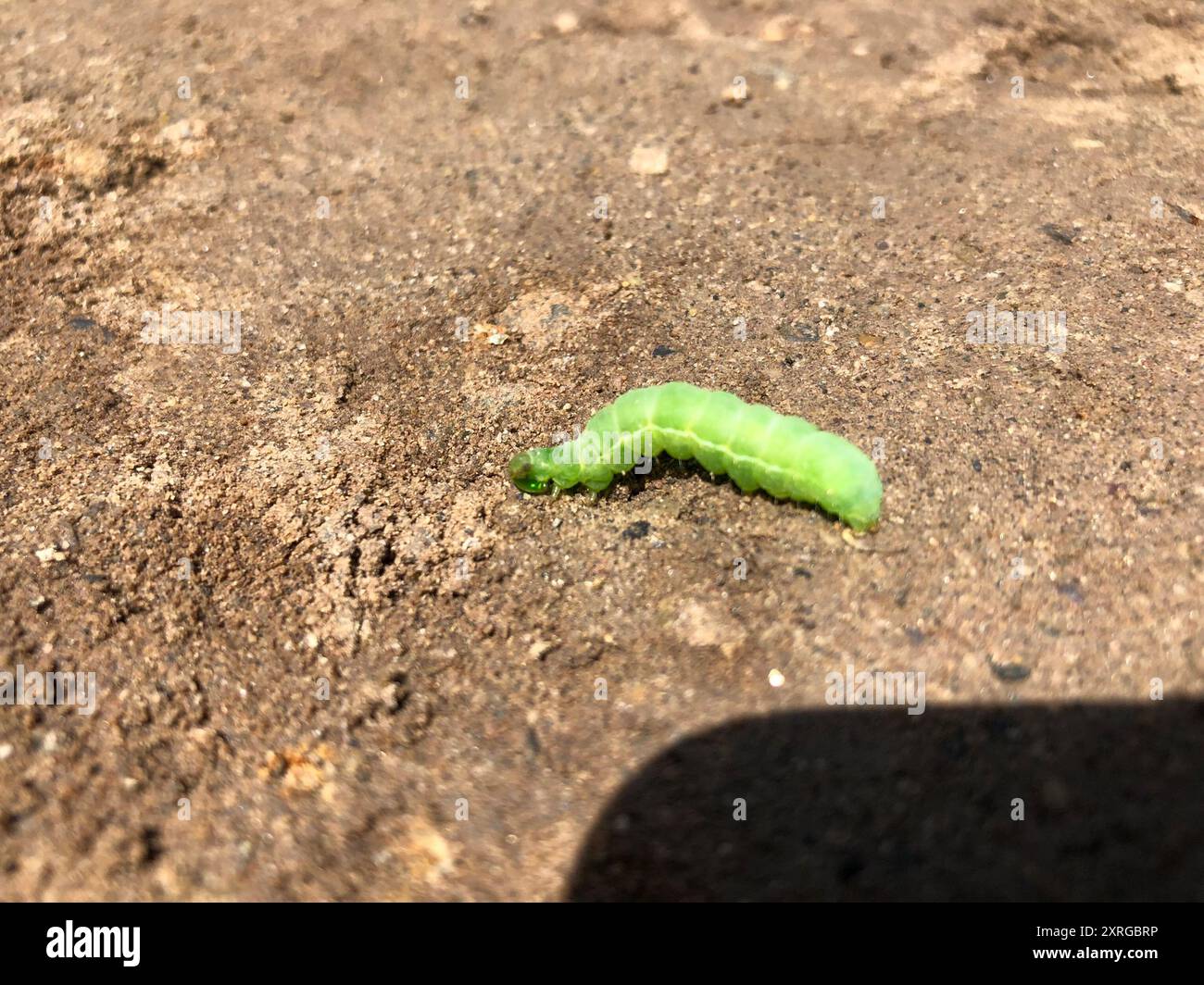 Plusiine Looper Moths (Plusiinae) Insecta Stock Photo - Alamy