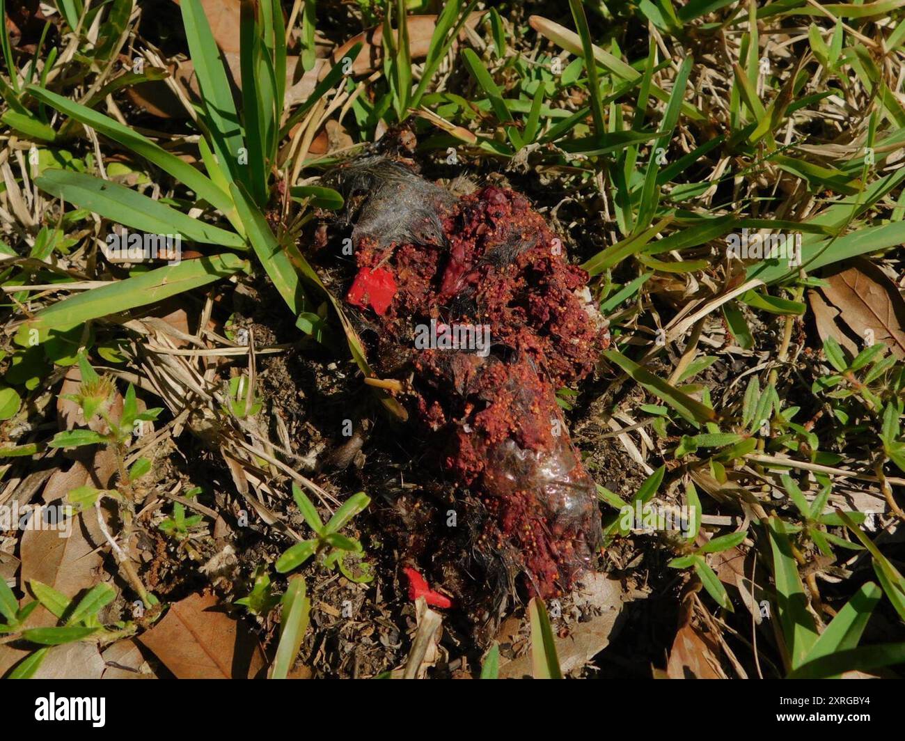 Rodents (Rodentia) Mammalia Stock Photo - Alamy