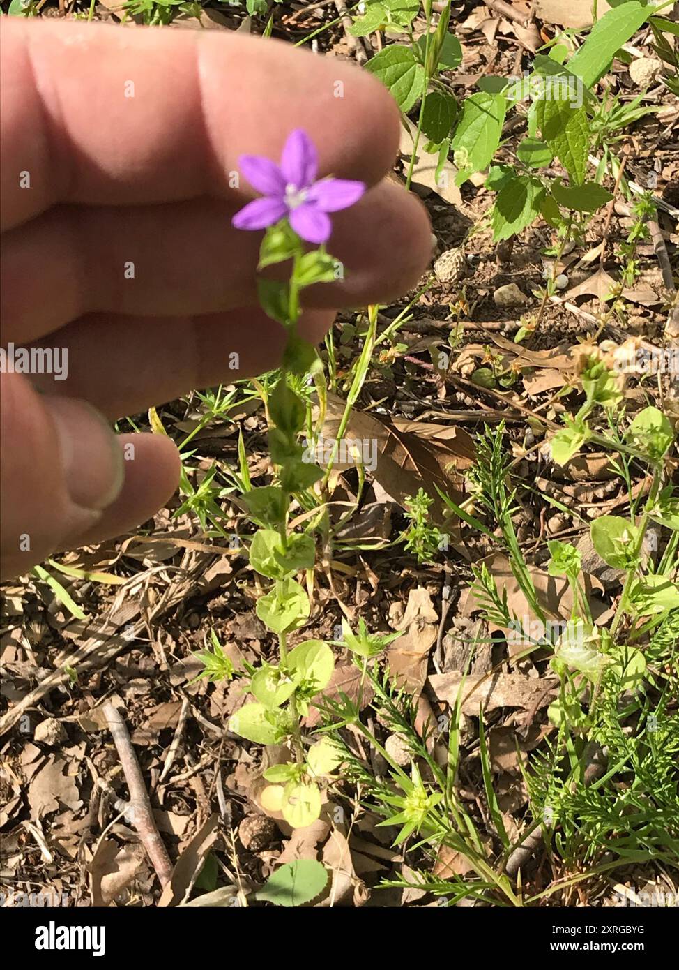 clasping Venus's looking glass (Triodanis perfoliata) Plantae Stock ...