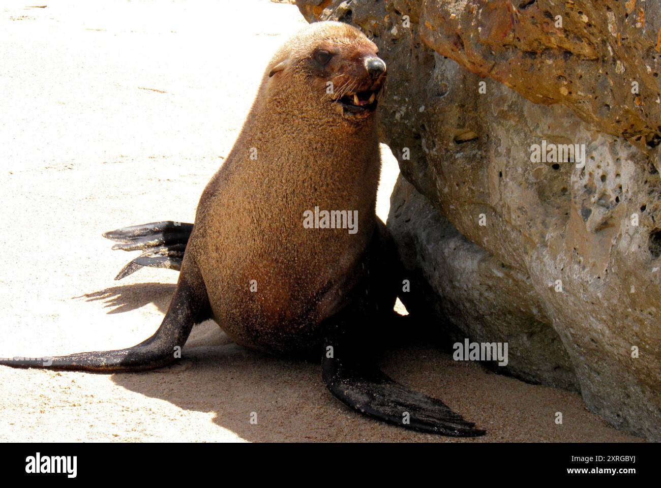 Cape Fur Seal (Arctocephalus pusillus pusillus) Mammalia Stock Photo ...