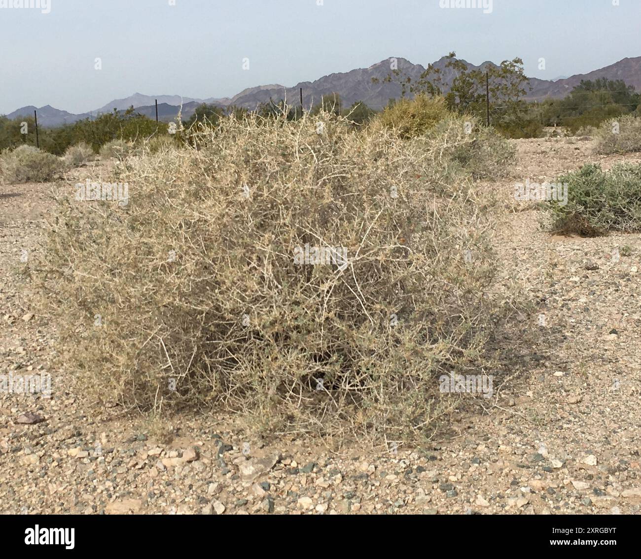Burrobush (Ambrosia dumosa) Plantae Stock Photo - Alamy