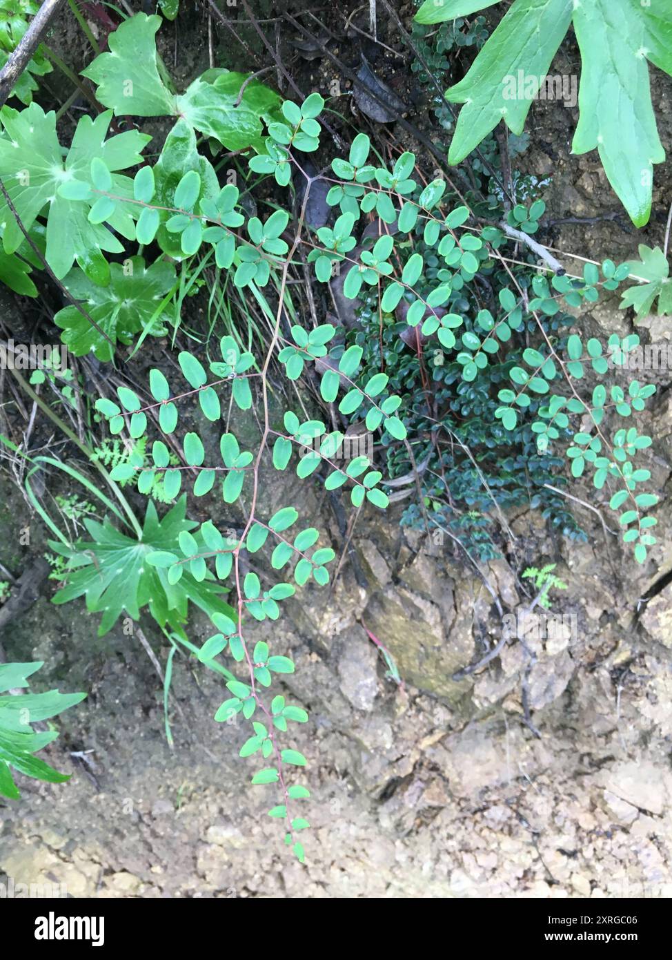 Coffee Fern (Pellaea andromedifolia) Plantae Stock Photo - Alamy