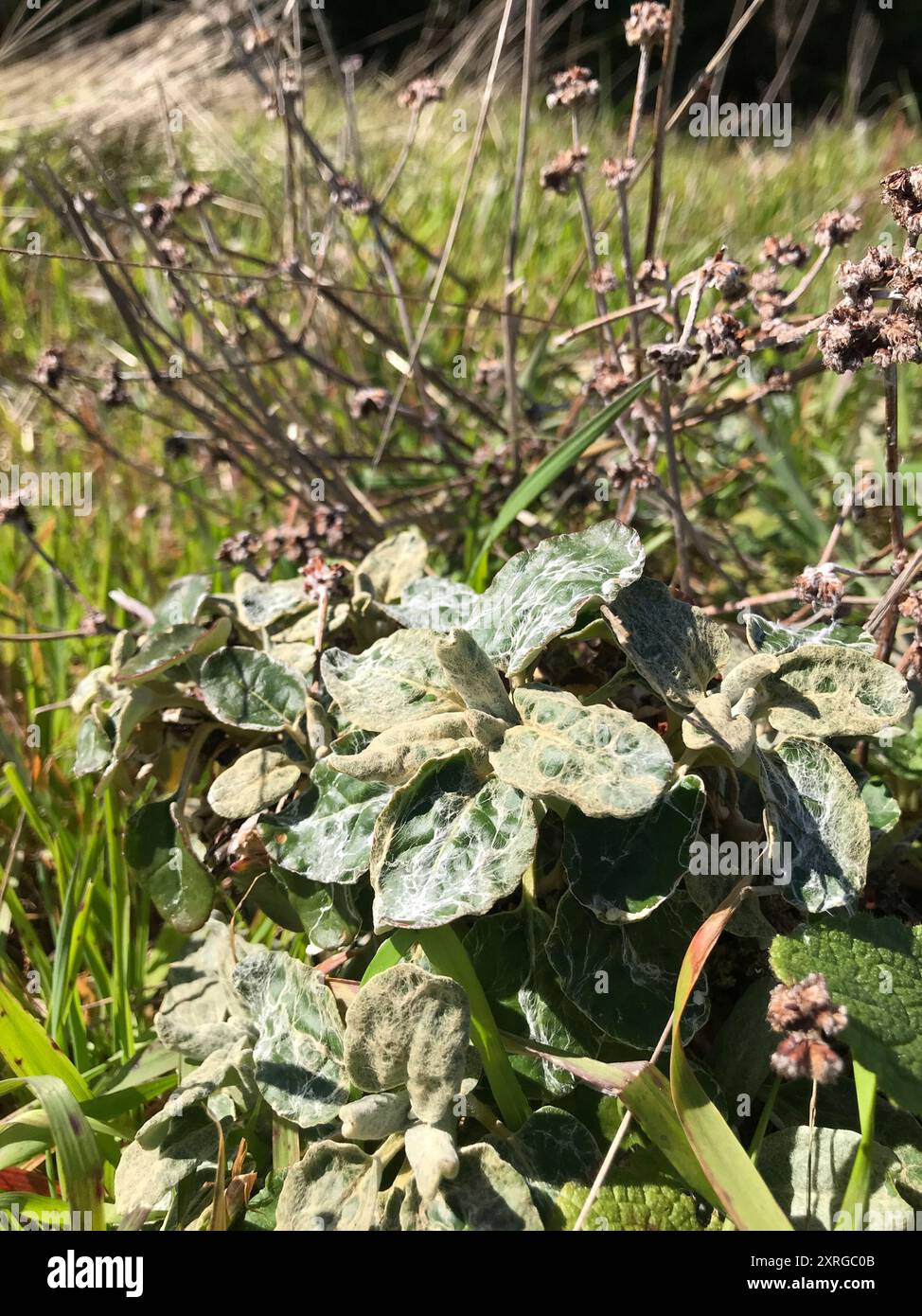 Seaside Buckwheat (Eriogonum latifolium) Plantae Stock Photo - Alamy
