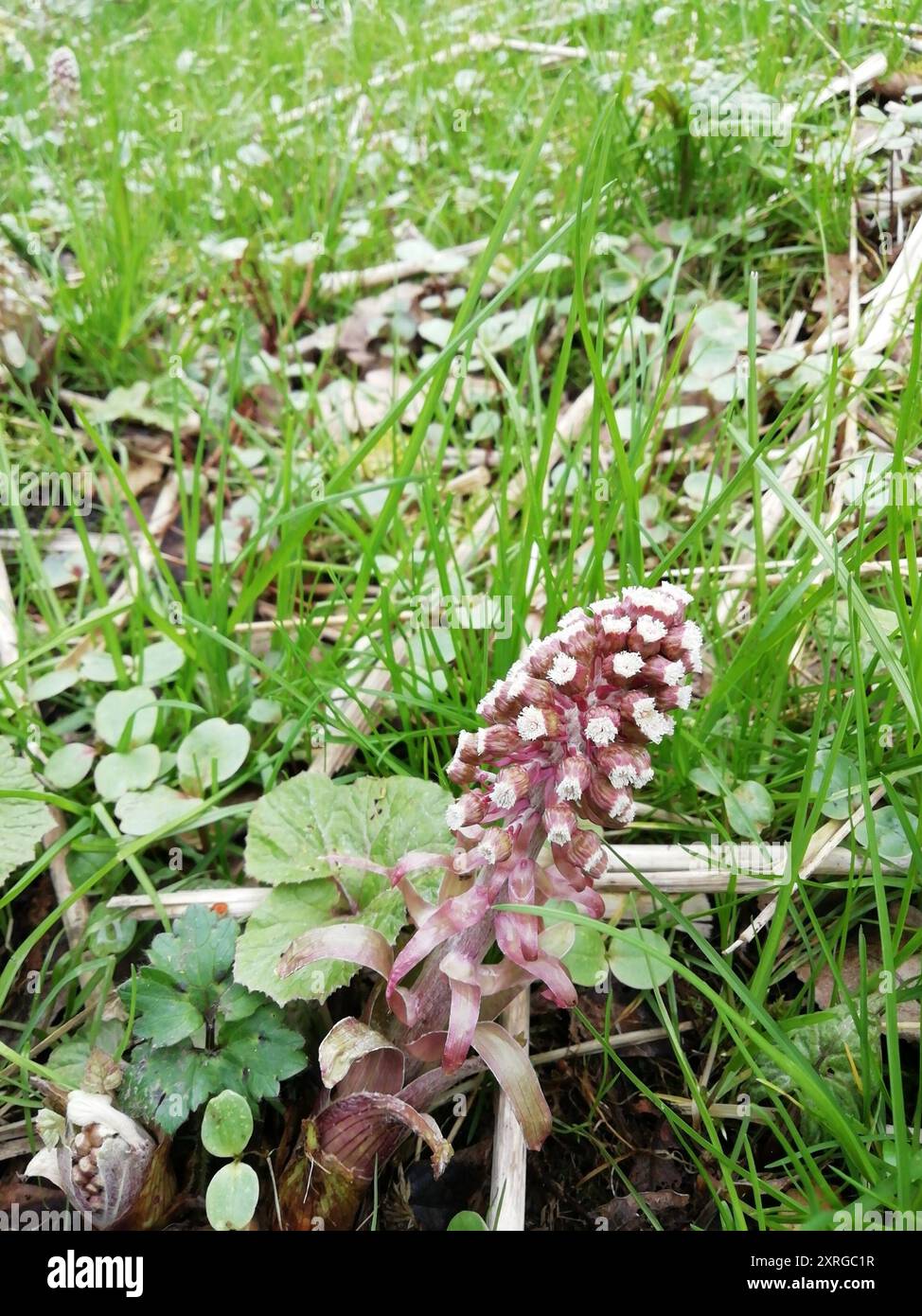 Common Butterbur (Petasites hybridus) Plantae Stock Photo - Alamy