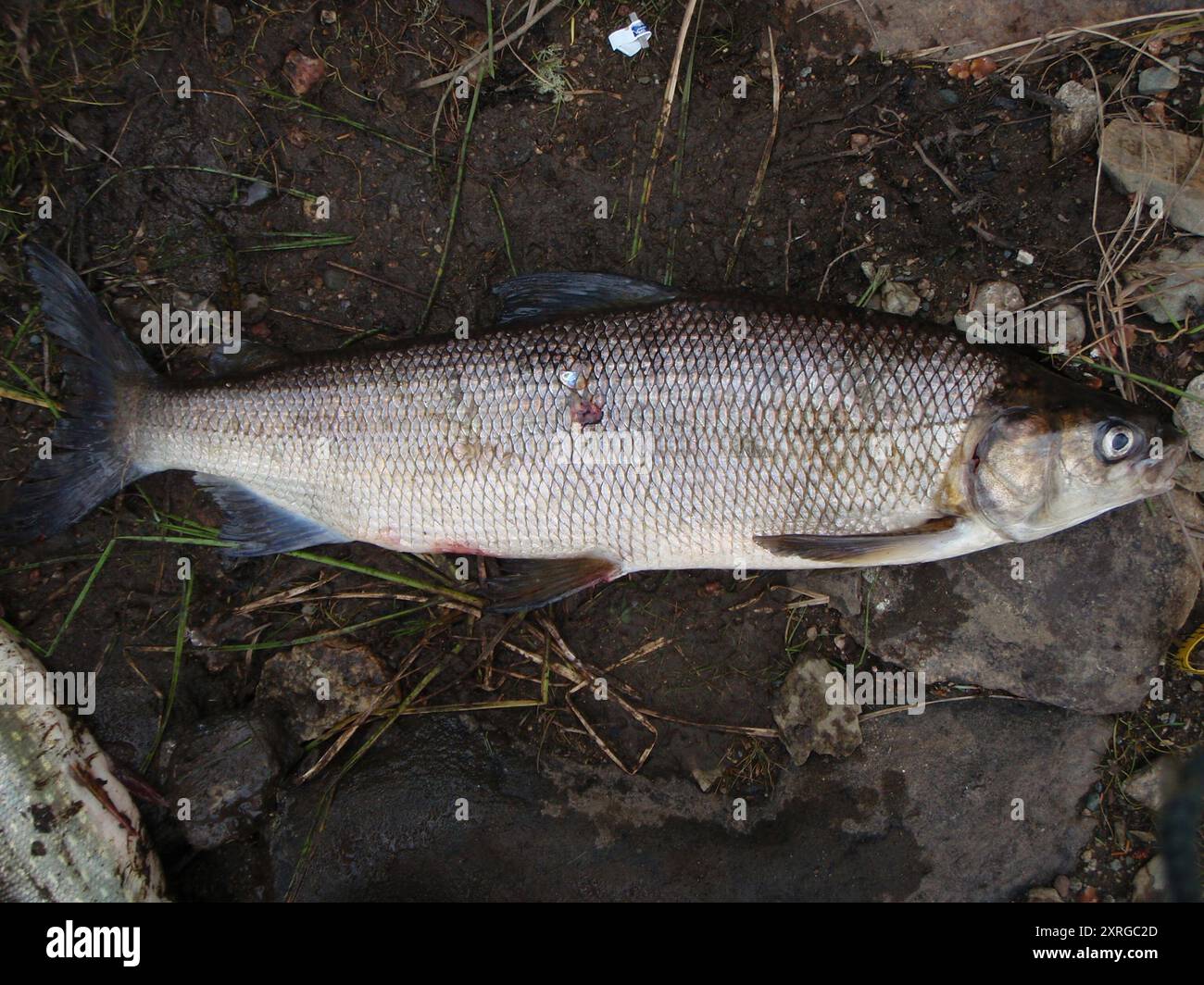 Lake Whitefish (Coregonus clupeaformis) Actinopterygii Stock Photo - Alamy