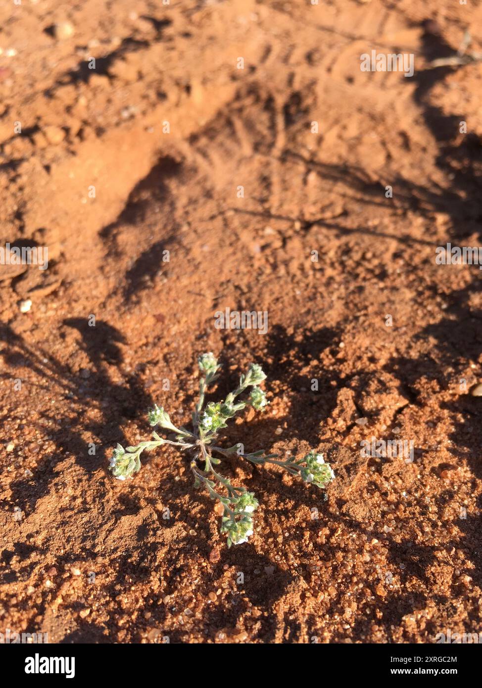 Redroot Cryptantha (Eremocarya micrantha) Plantae Stock Photo - Alamy