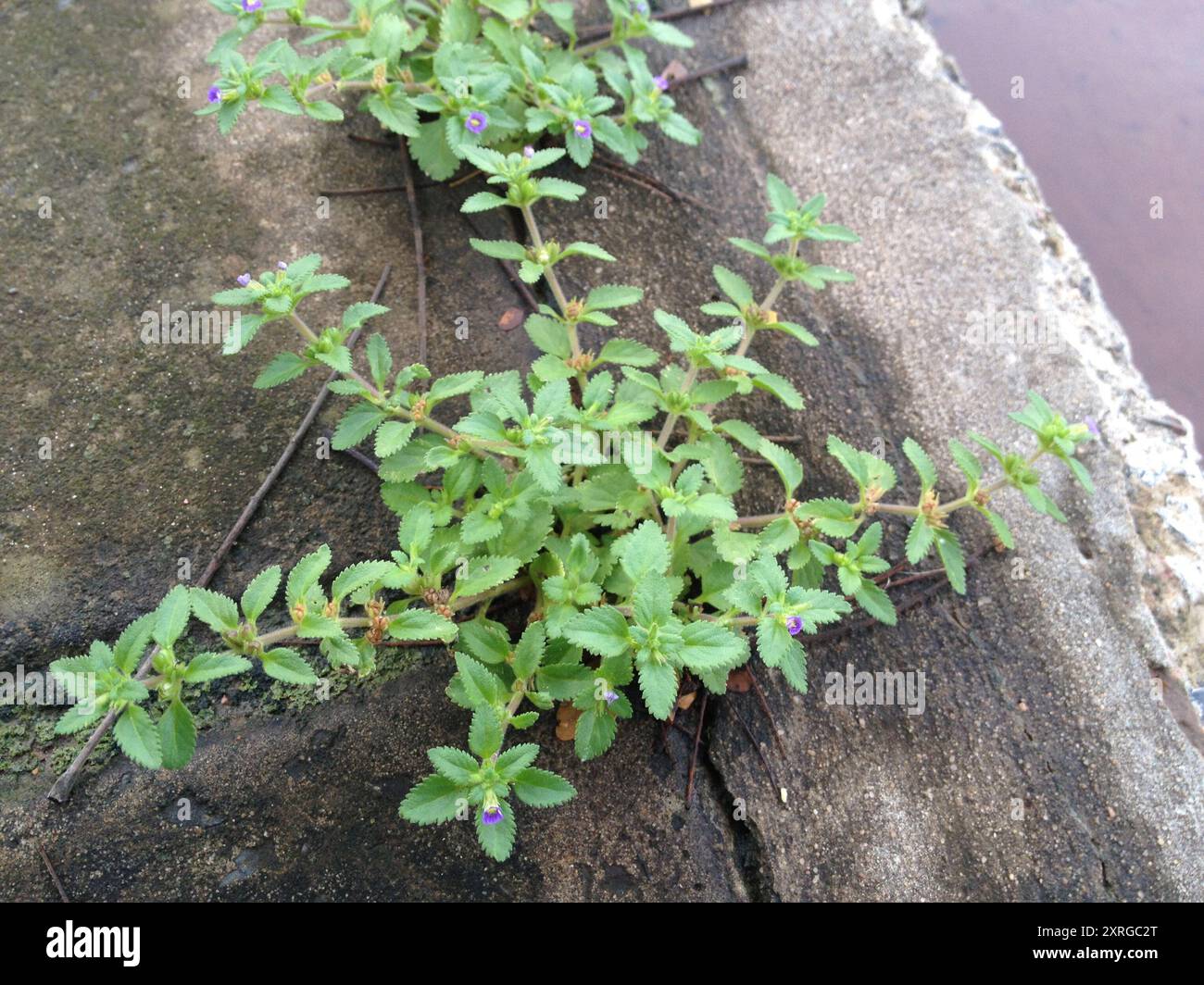 (Stemodia verticillata) Plantae Stock Photo - Alamy