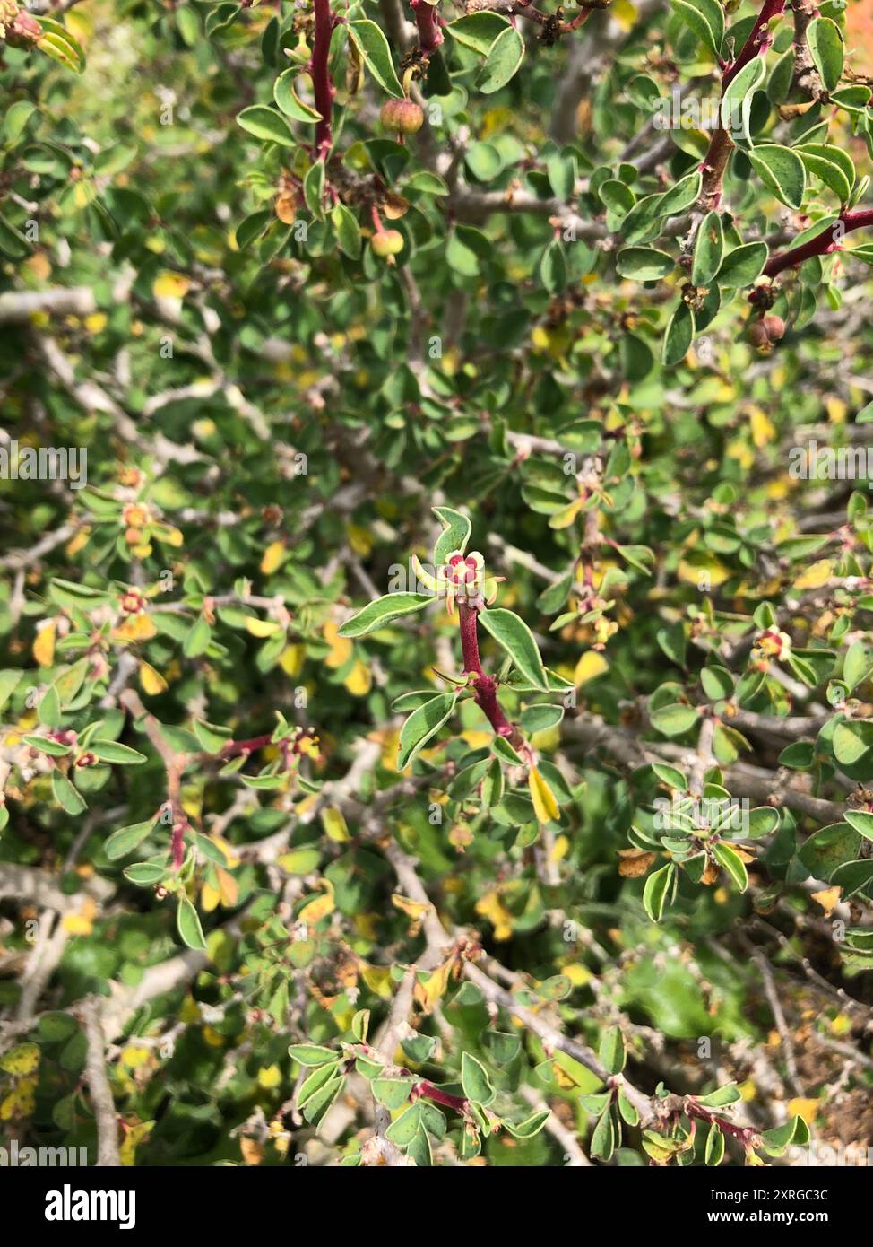 cliff spurge (Euphorbia misera) Plantae Stock Photo - Alamy