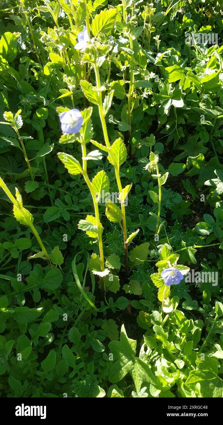 Sticky Phacelia (Phacelia viscida) Plantae Stock Photo - Alamy