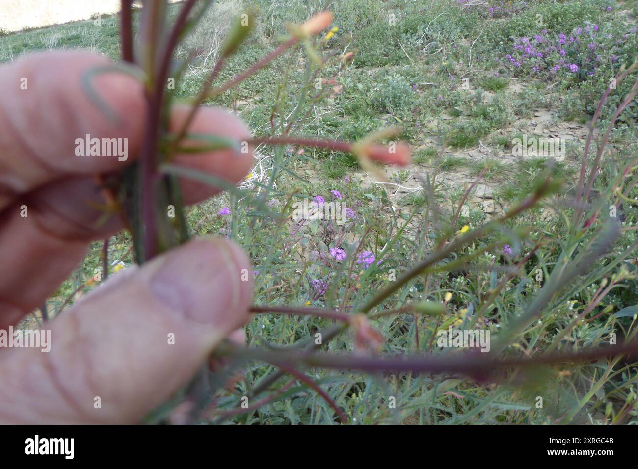 California primrose (Eulobus californicus) Plantae Stock Photo - Alamy