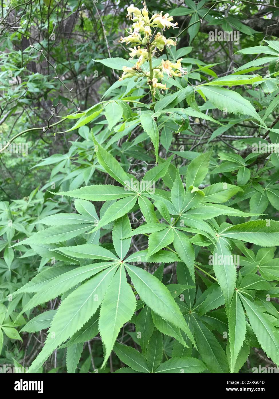 Texas Buckeye (Aesculus glabra arguta) Plantae Stock Photo - Alamy