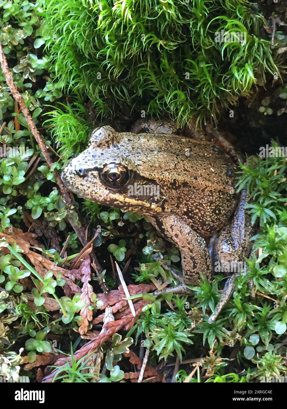Northern Red-legged Frog (Rana aurora) Amphibia Stock Photo - Alamy