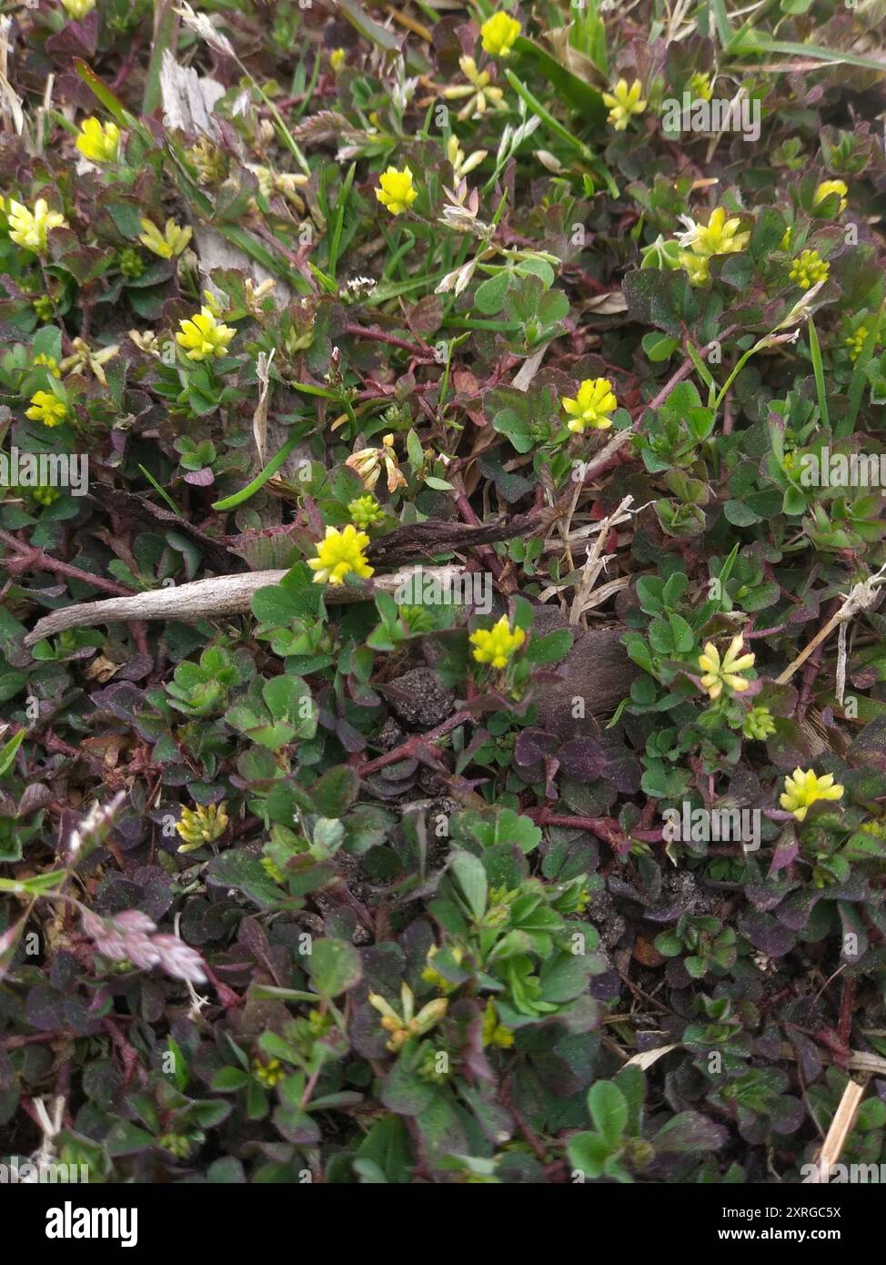 Lesser hop trefoil (Trifolium dubium) Plantae Stock Photo - Alamy