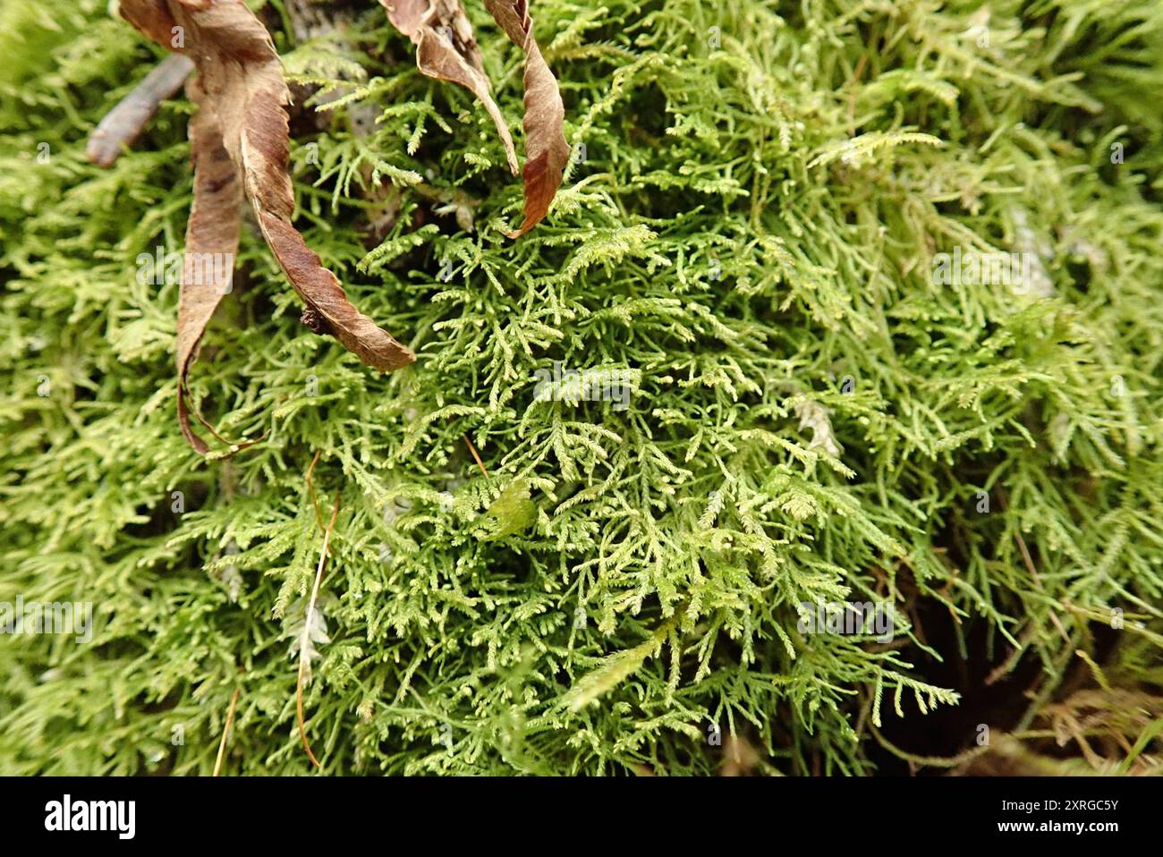 claopodium mosses (Claopodium) Plantae Stock Photo - Alamy