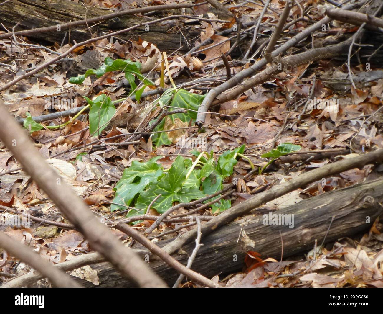 Italian arum (Arum italicum) Plantae Stock Photo - Alamy