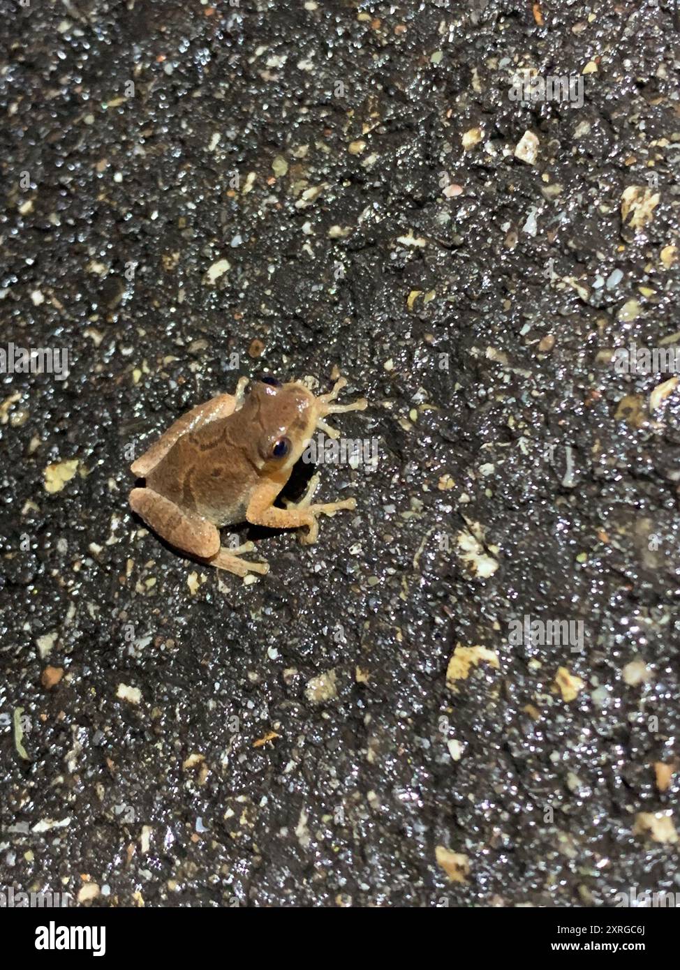 Spring Peeper (Pseudacris crucifer) Amphibia Stock Photo - Alamy