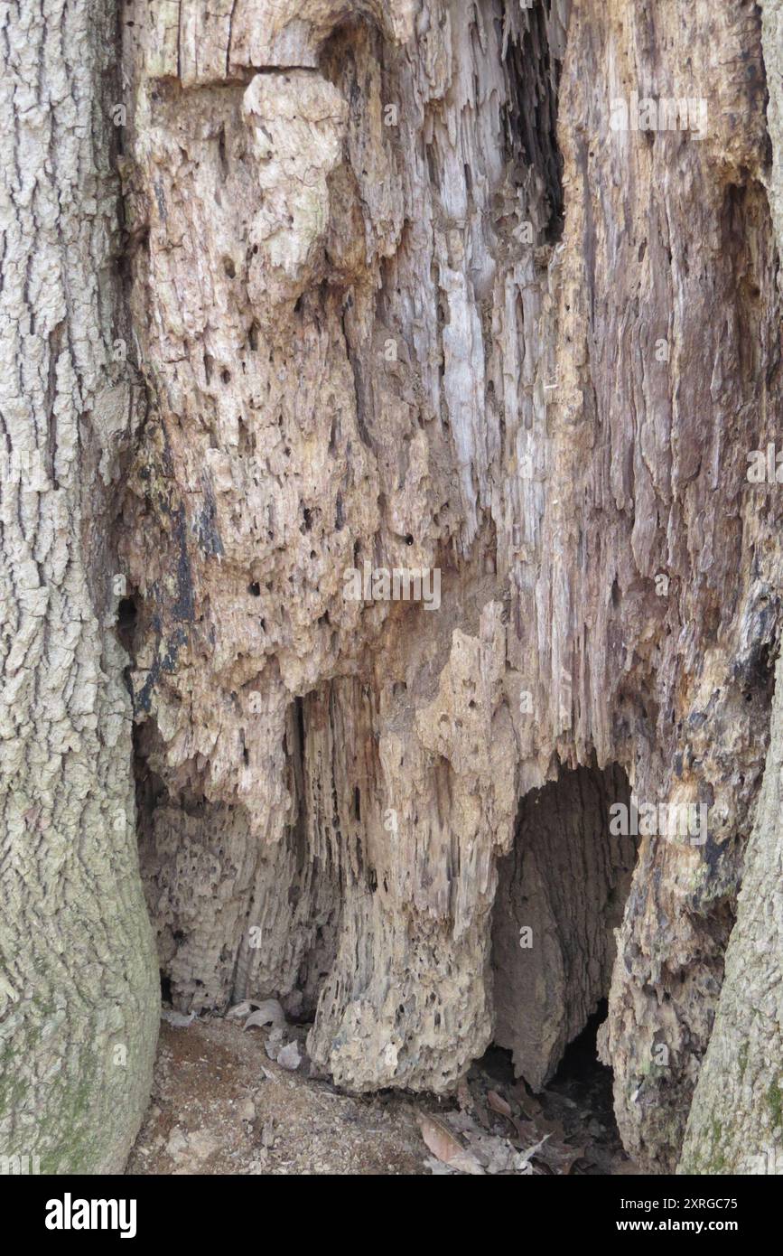 Termites (Termitoidae) Insecta Stock Photo - Alamy