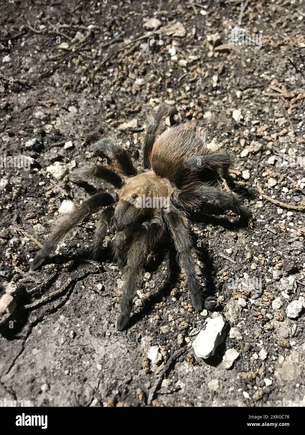 Texas Brown Tarantula (Aphonopelma hentzi) Arachnida Stock Photo - Alamy