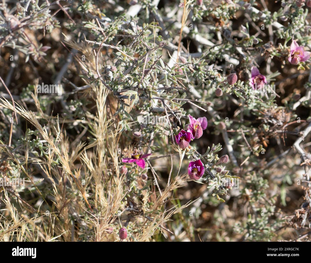 Littleleaf Rhatany (Krameria erecta) Plantae Stock Photo - Alamy
