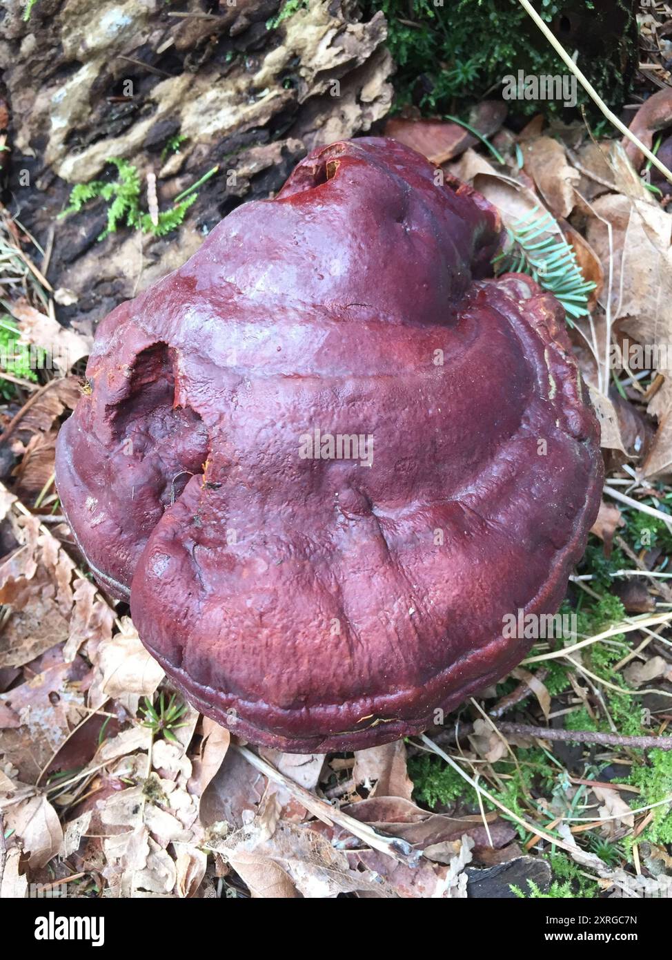West Coast Reishi (Ganoderma oregonense) Fungi Stock Photo - Alamy