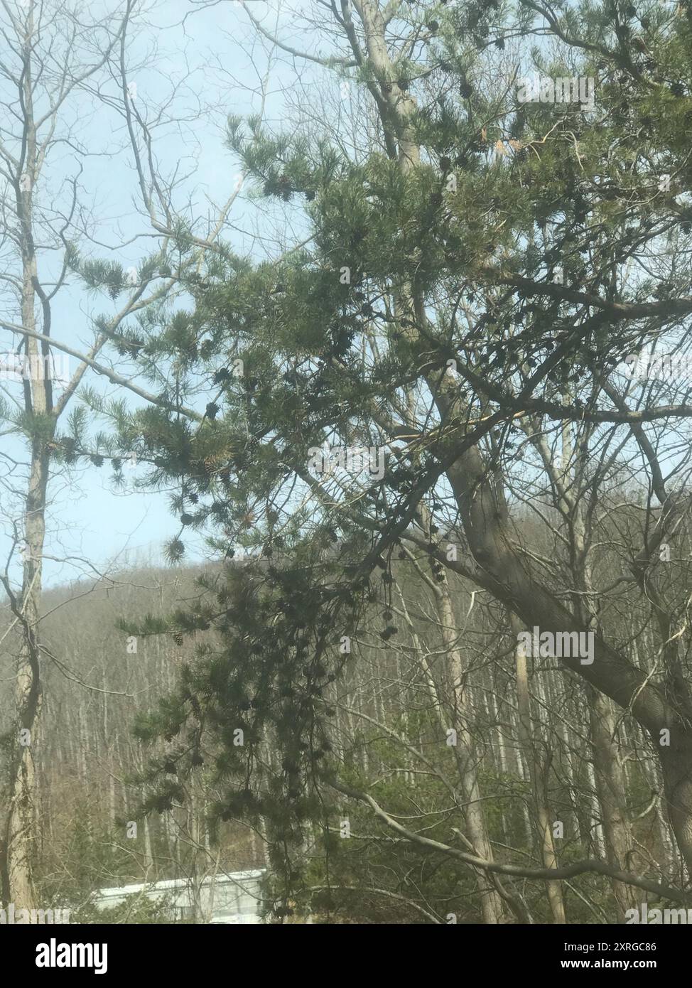 Virginia pine (Pinus virginiana) Plantae Stock Photo - Alamy