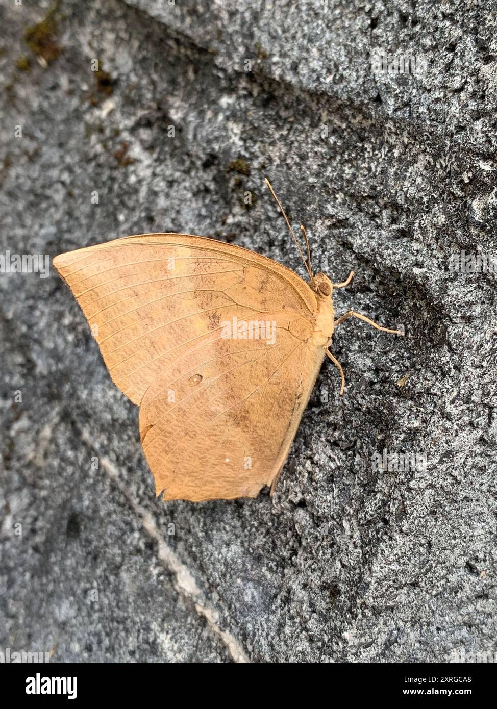 Common Duffer (Discophora sondaica) Insecta Stock Photo - Alamy