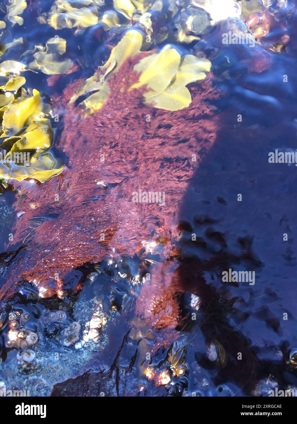 Florideophycean algae (Florideophyceae) Plantae Stock Photo - Alamy