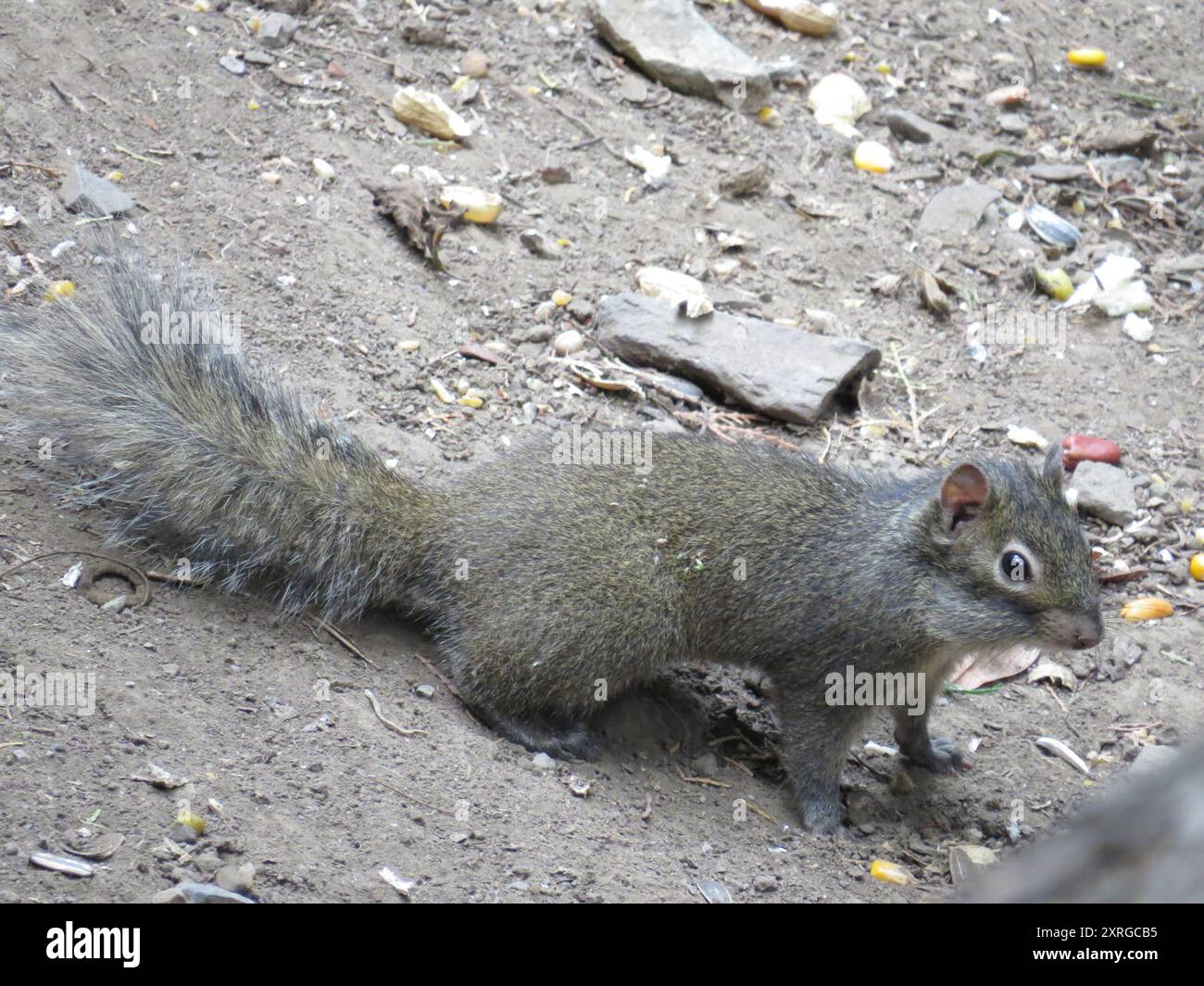 Père David's Rock Squirrel (Sciurotamias davidianus) Mammalia Stock ...