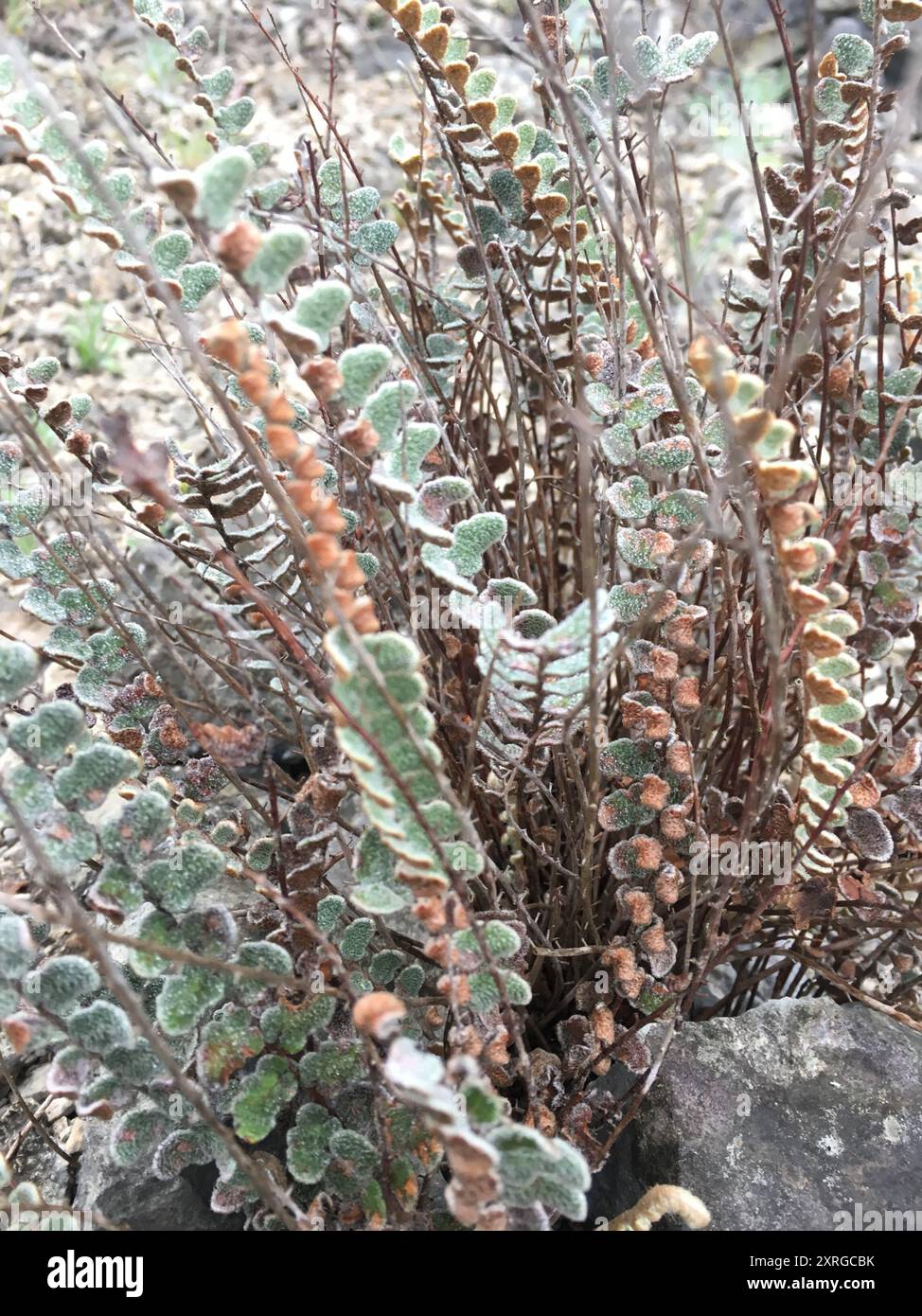 scaly cloak-fern (Astrolepis cochisensis) Plantae Stock Photo - Alamy