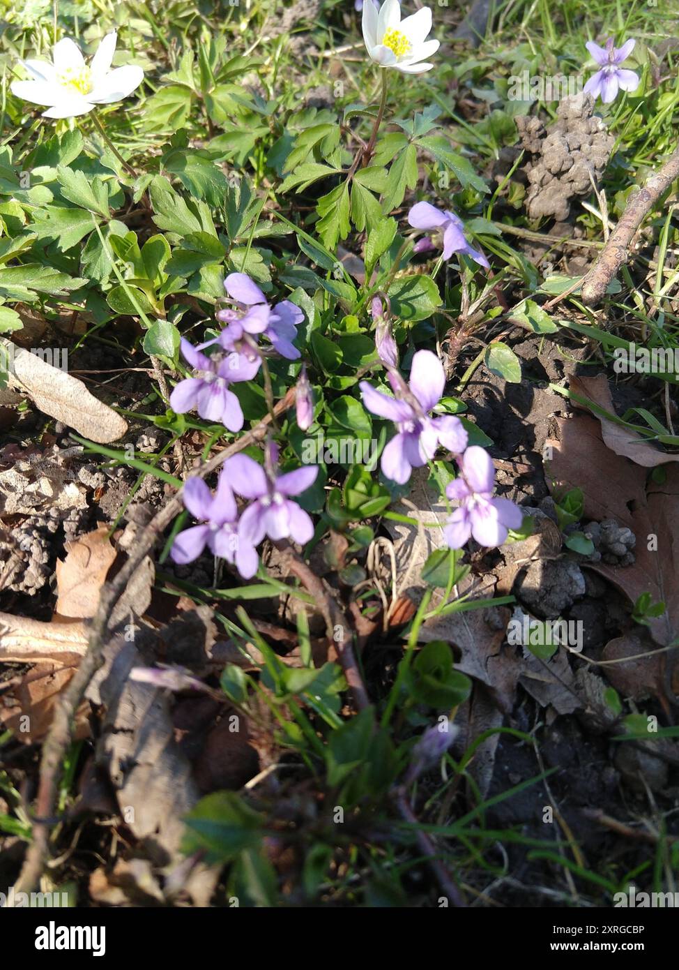 Early Dog-violet (Viola reichenbachiana) Plantae Stock Photo - Alamy