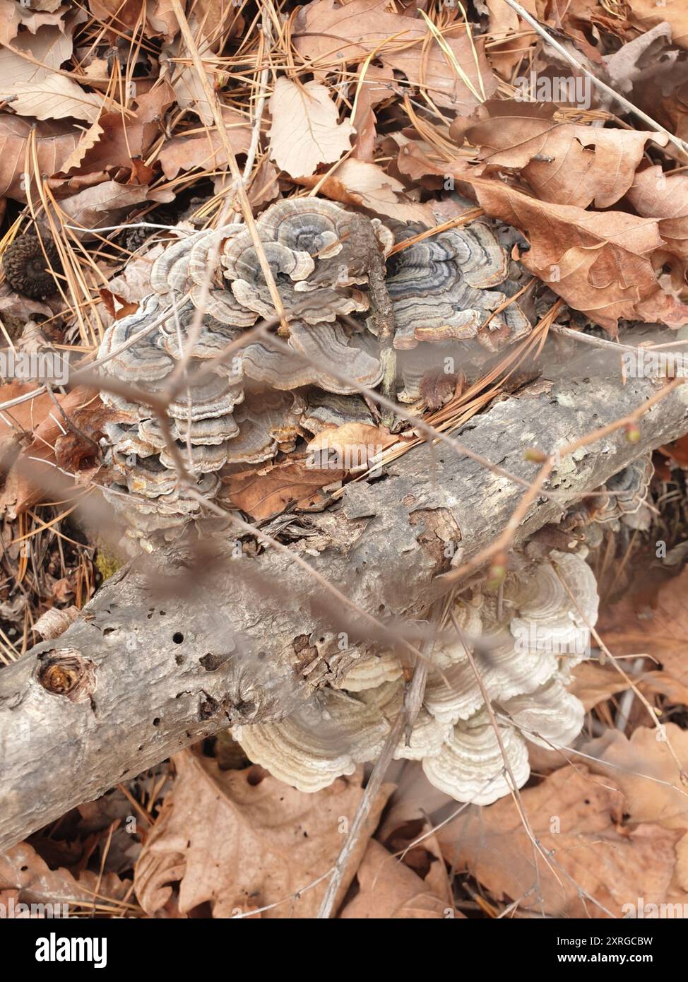 turkey-tail (Trametes versicolor) Fungi Stock Photo - Alamy