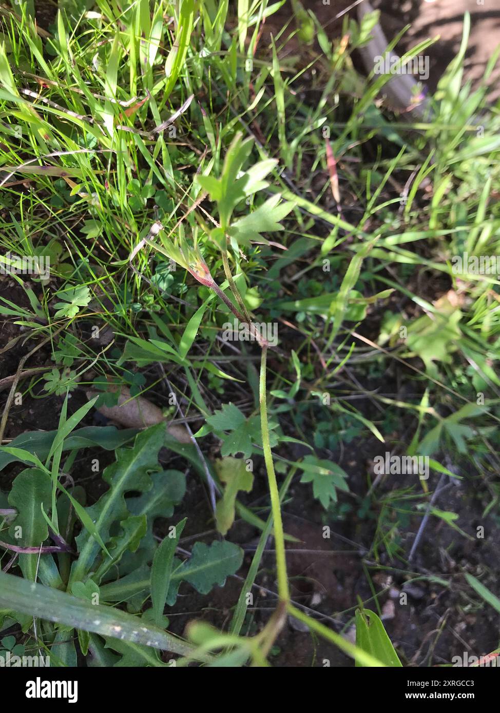 California buttercup (Ranunculus californicus) Plantae Stock Photo - Alamy