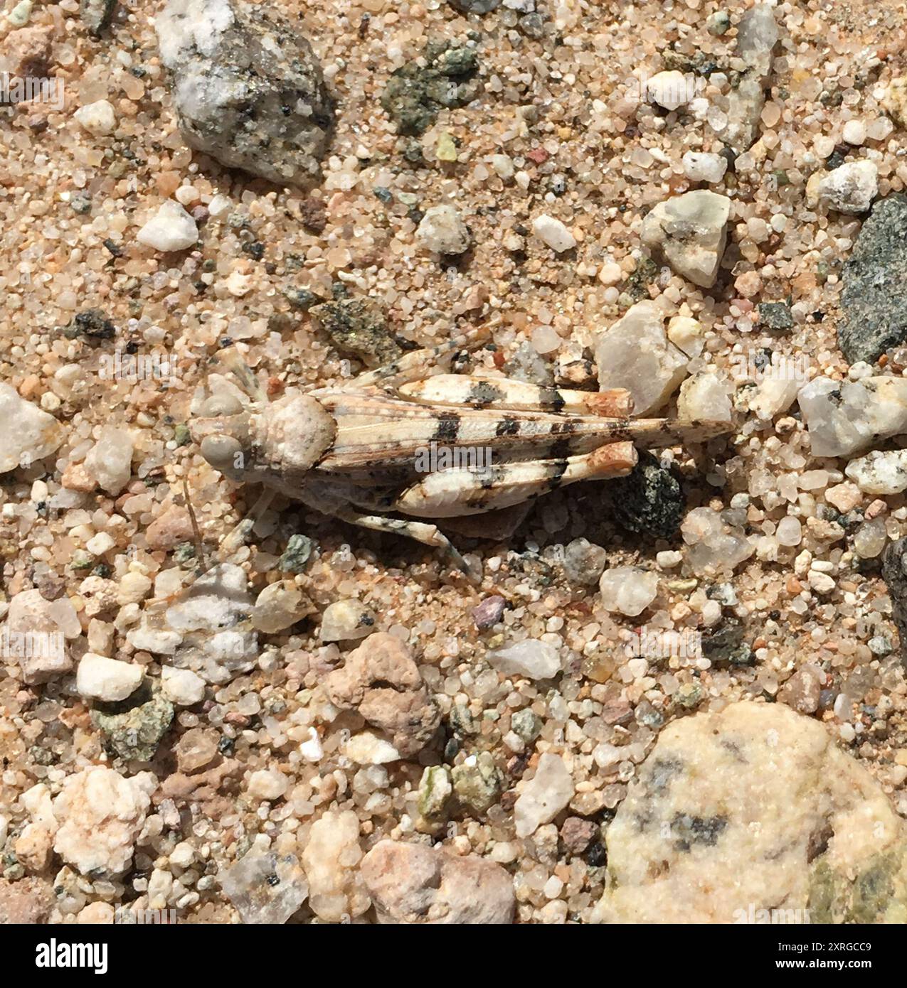 Cream Grasshopper (Cibolacris parviceps) Insecta Stock Photo - Alamy