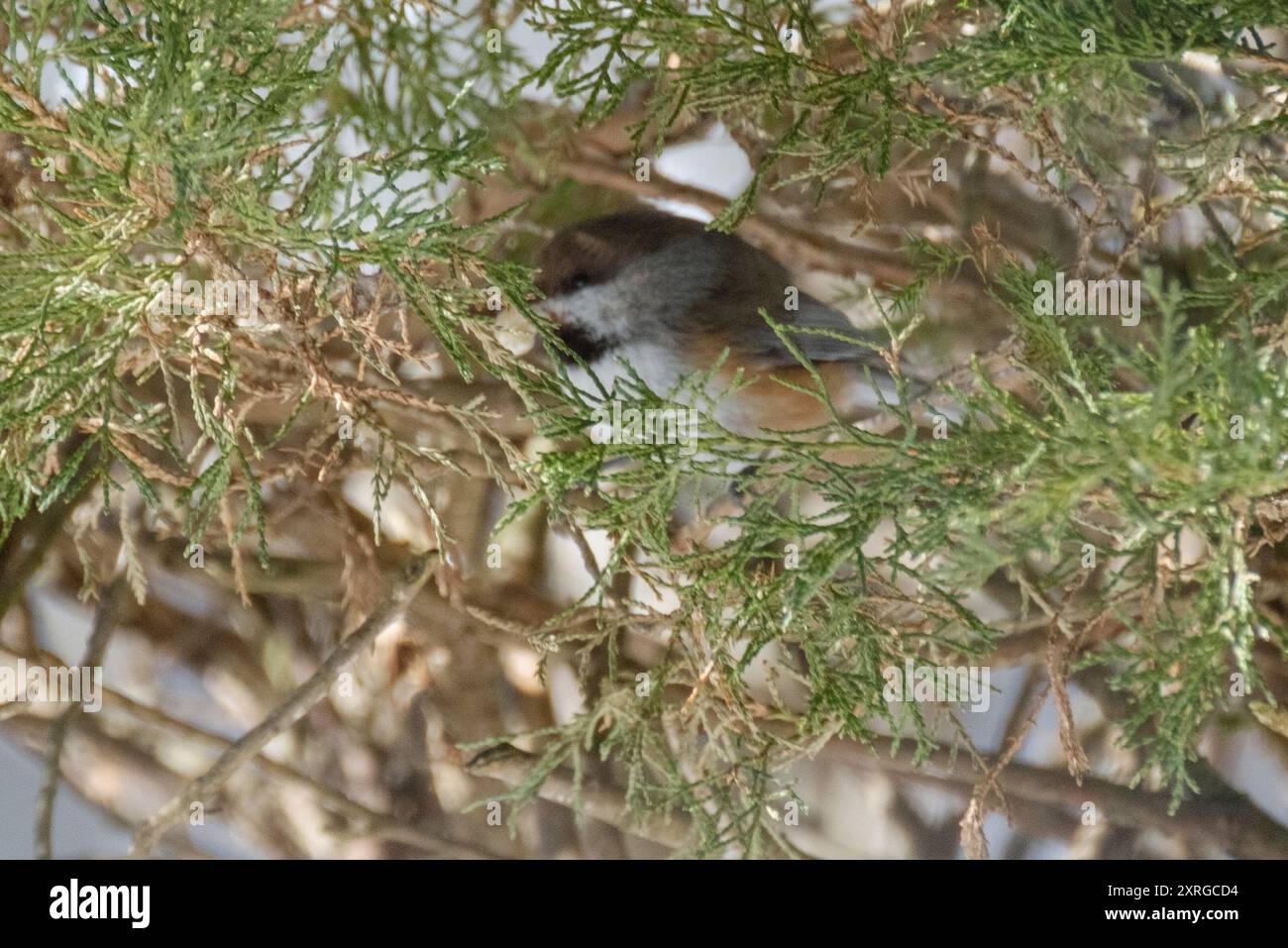 Boreal Chickadee (Poecile hudsonicus) Aves Stock Photo - Alamy