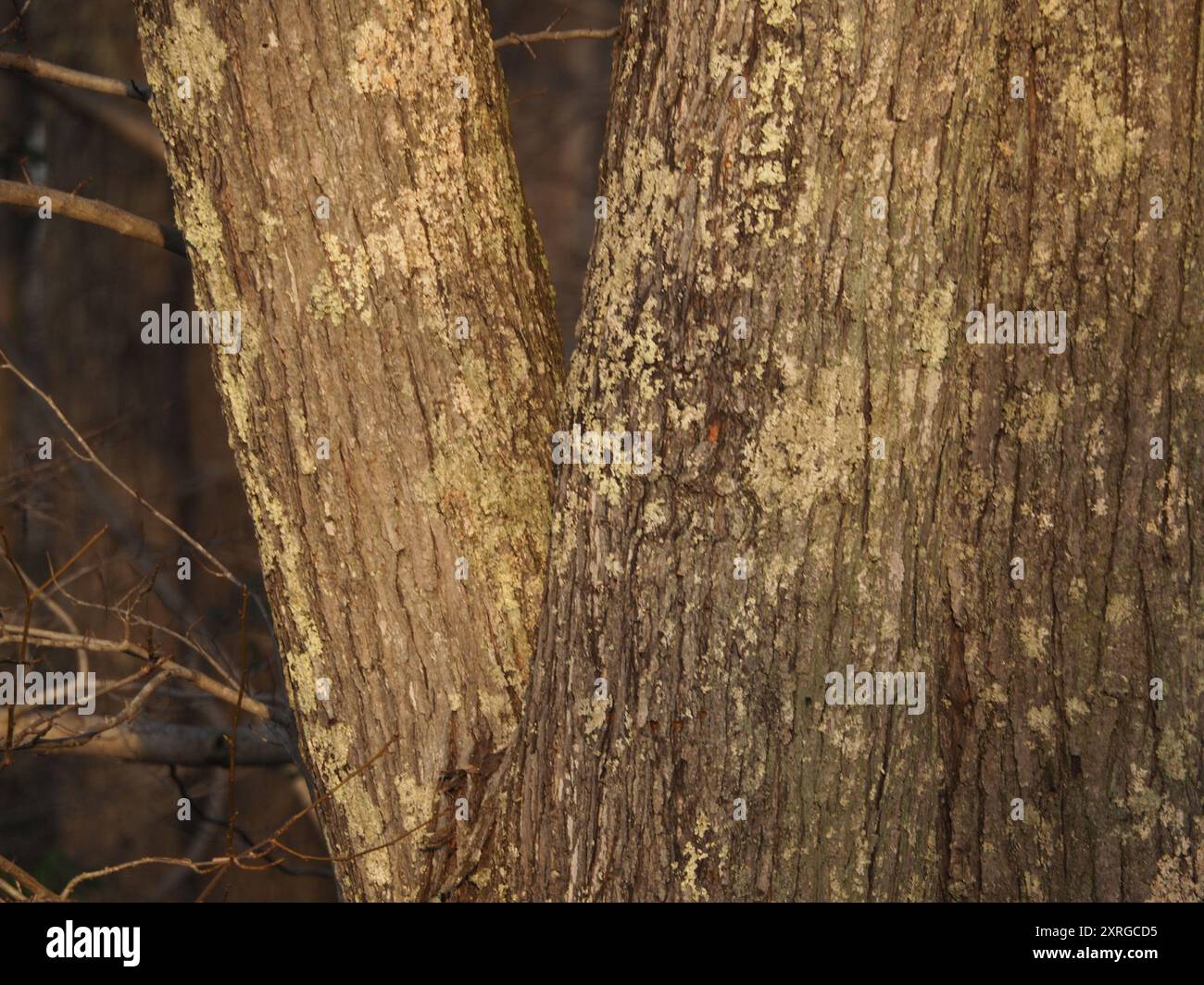 red maple (Acer rubrum) Plantae Stock Photo - Alamy