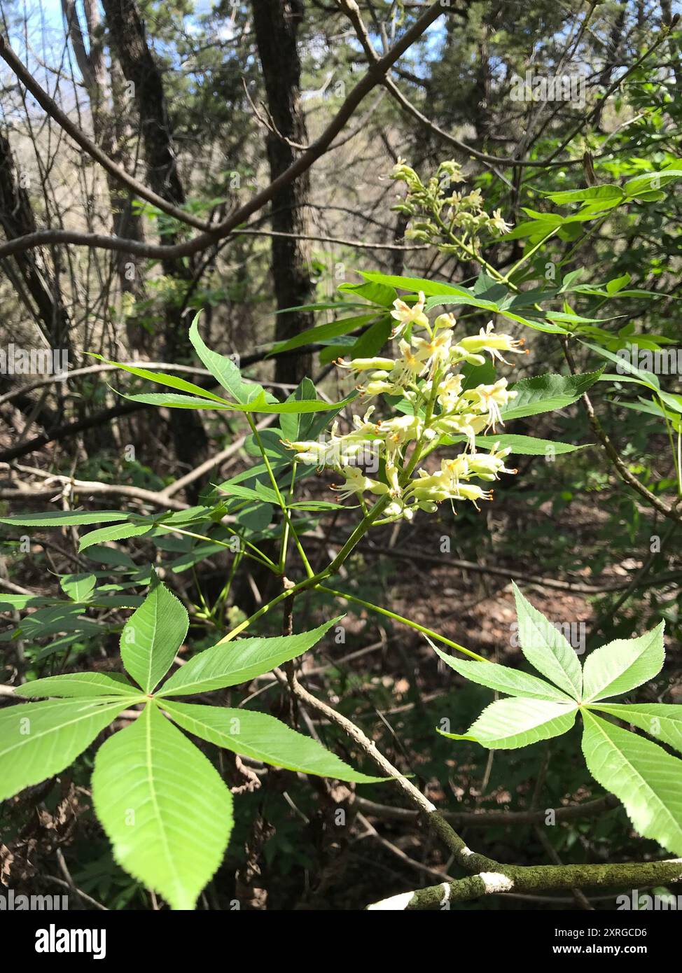 Texas Buckeye (Aesculus glabra arguta) Plantae Stock Photo - Alamy