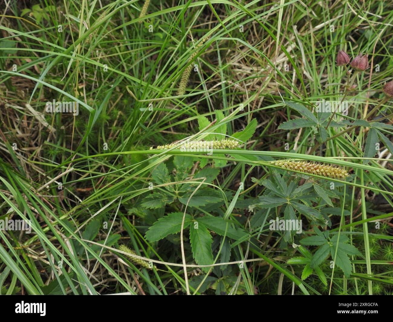 beaked sedge (Carex rostrata) Plantae Stock Photo - Alamy