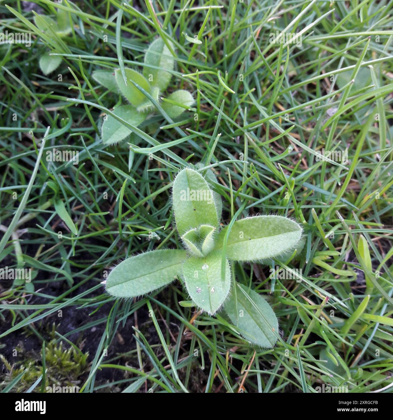 Sticky mouse-ear chickweed (Cerastium glomeratum) Plantae Stock Photo ...