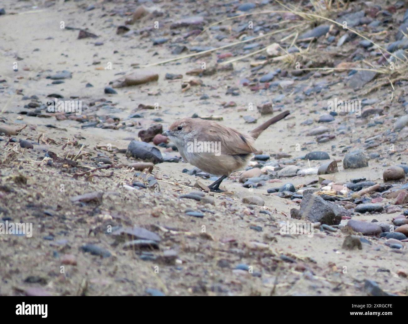 Sandy Gallito (Teledromas fuscus) Aves Stock Photo - Alamy