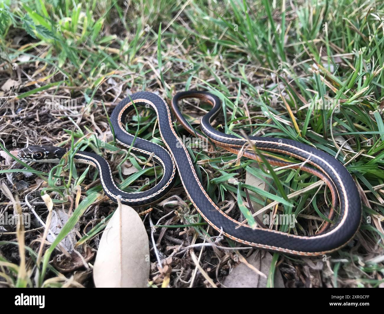 Striped Whipsnake (Masticophis taeniatus) Reptilia Stock Photo - Alamy