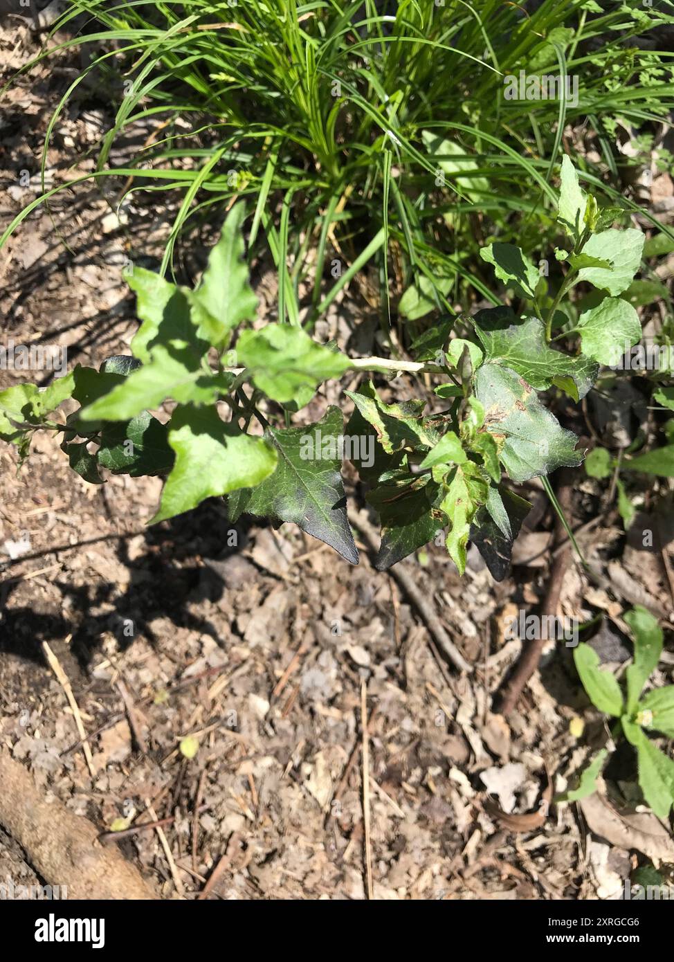 nightshades (Solanum) Plantae Stock Photo - Alamy