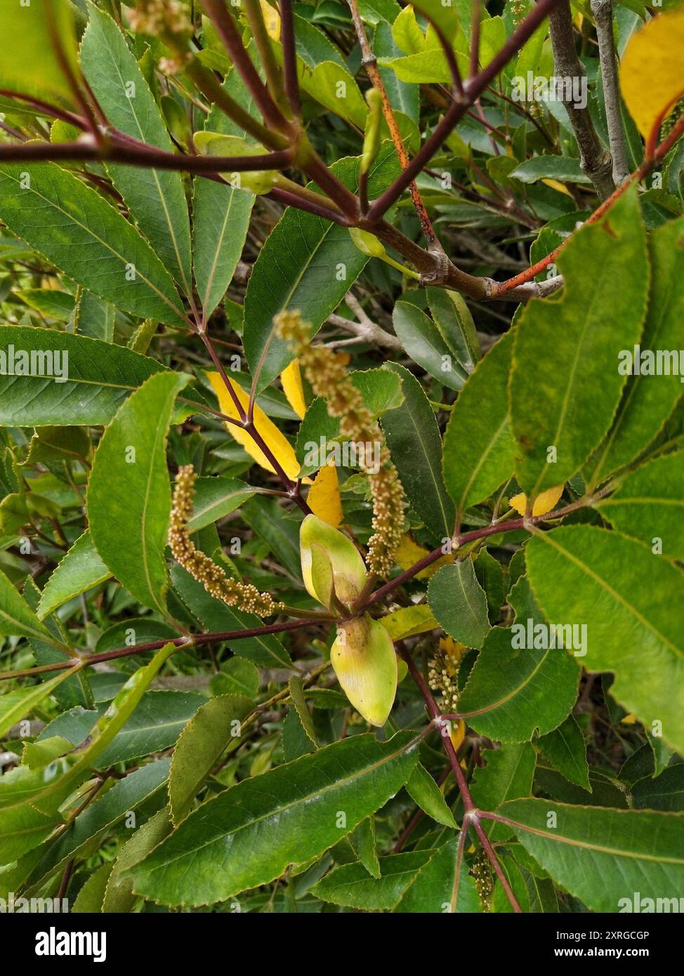 butterspoon tree (Cunonia capensis) Plantae Stock Photo - Alamy