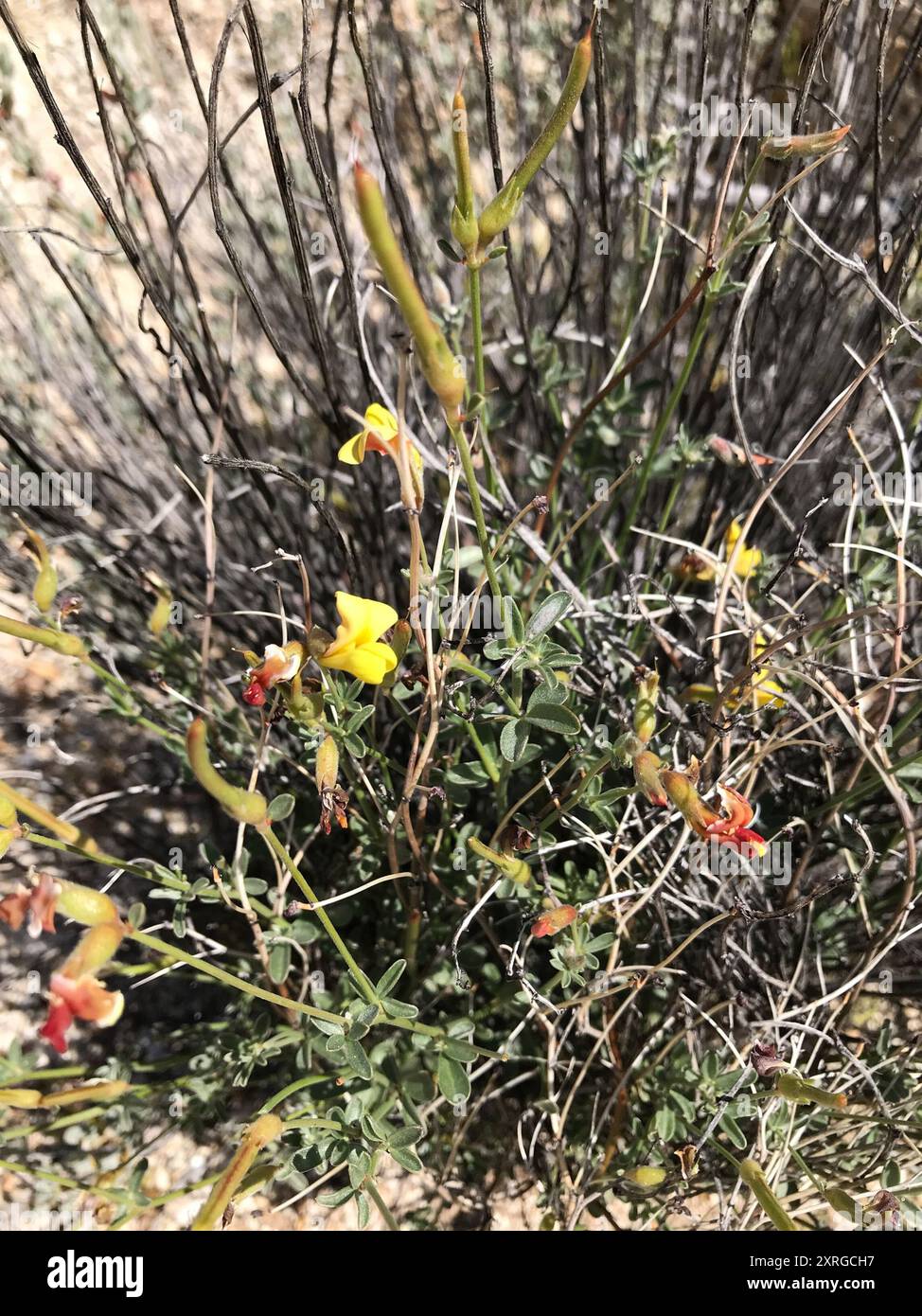 shrubby deervetch (Acmispon rigidus) Plantae Stock Photo - Alamy