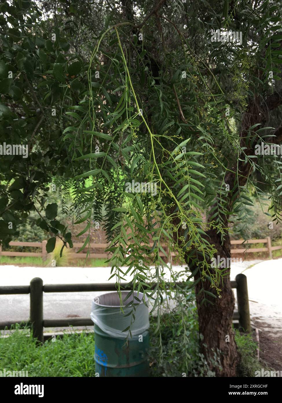Peruvian Pepper Tree (Schinus molle) Plantae Stock Photo - Alamy