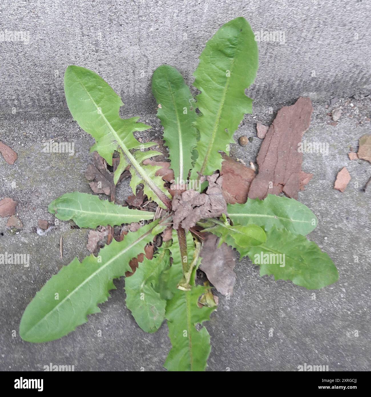 common dandelion (Taraxacum officinale) Plantae Stock Photo - Alamy